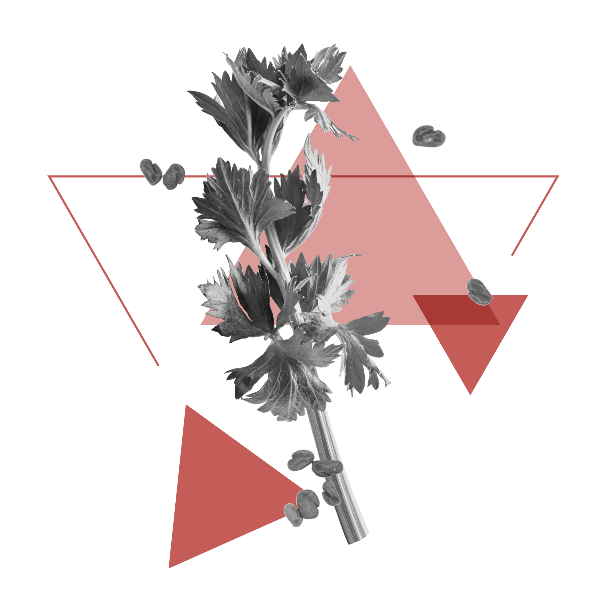 Decalactone epsilon - ACS International