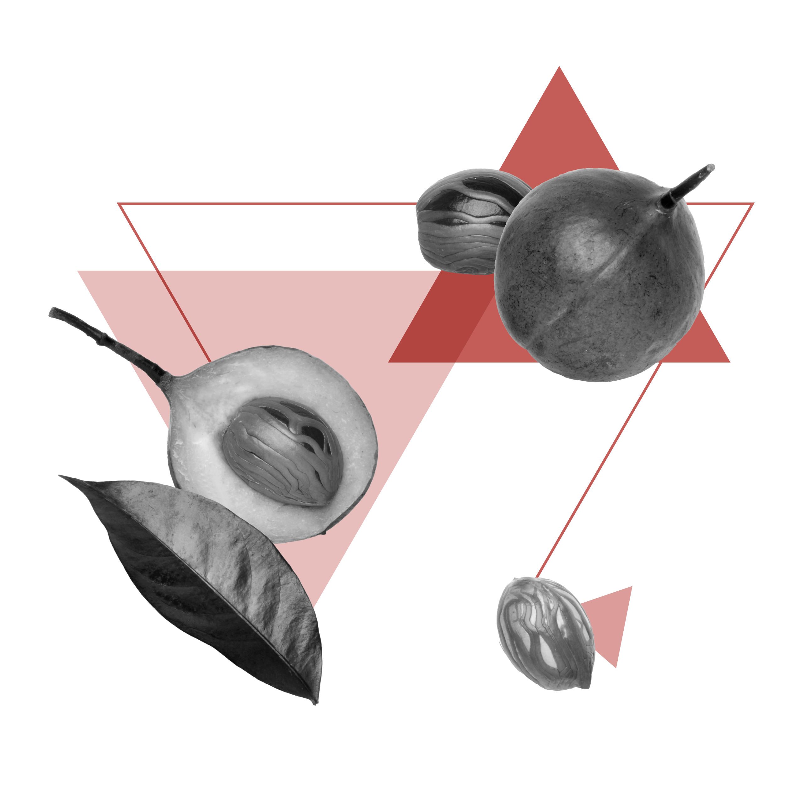 Massoia Lactone (ex-Massoia Bark Oil) - ACS International