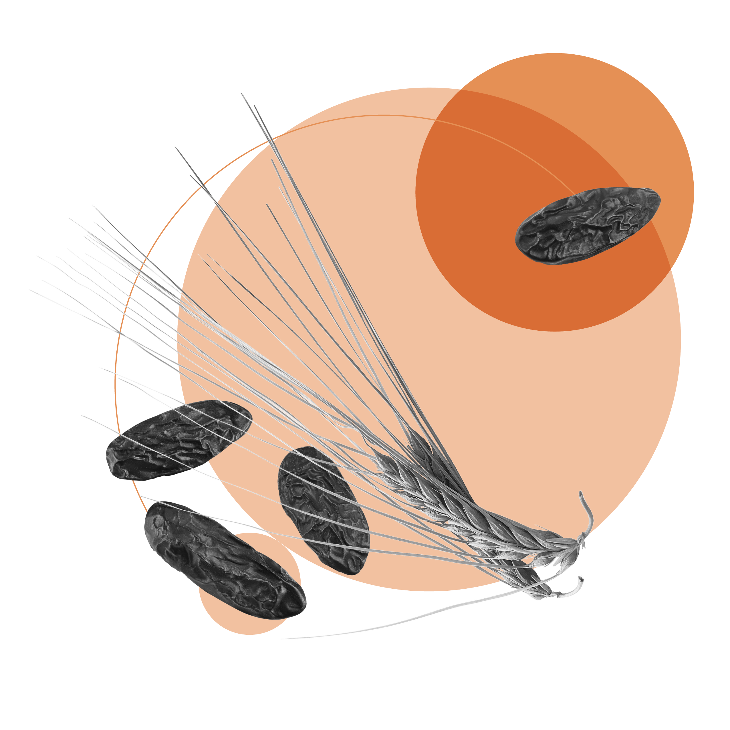 Nonalactone delta - ACS International